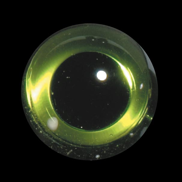 1 Pair - Transparent Colours - Teddy Bear Eyes